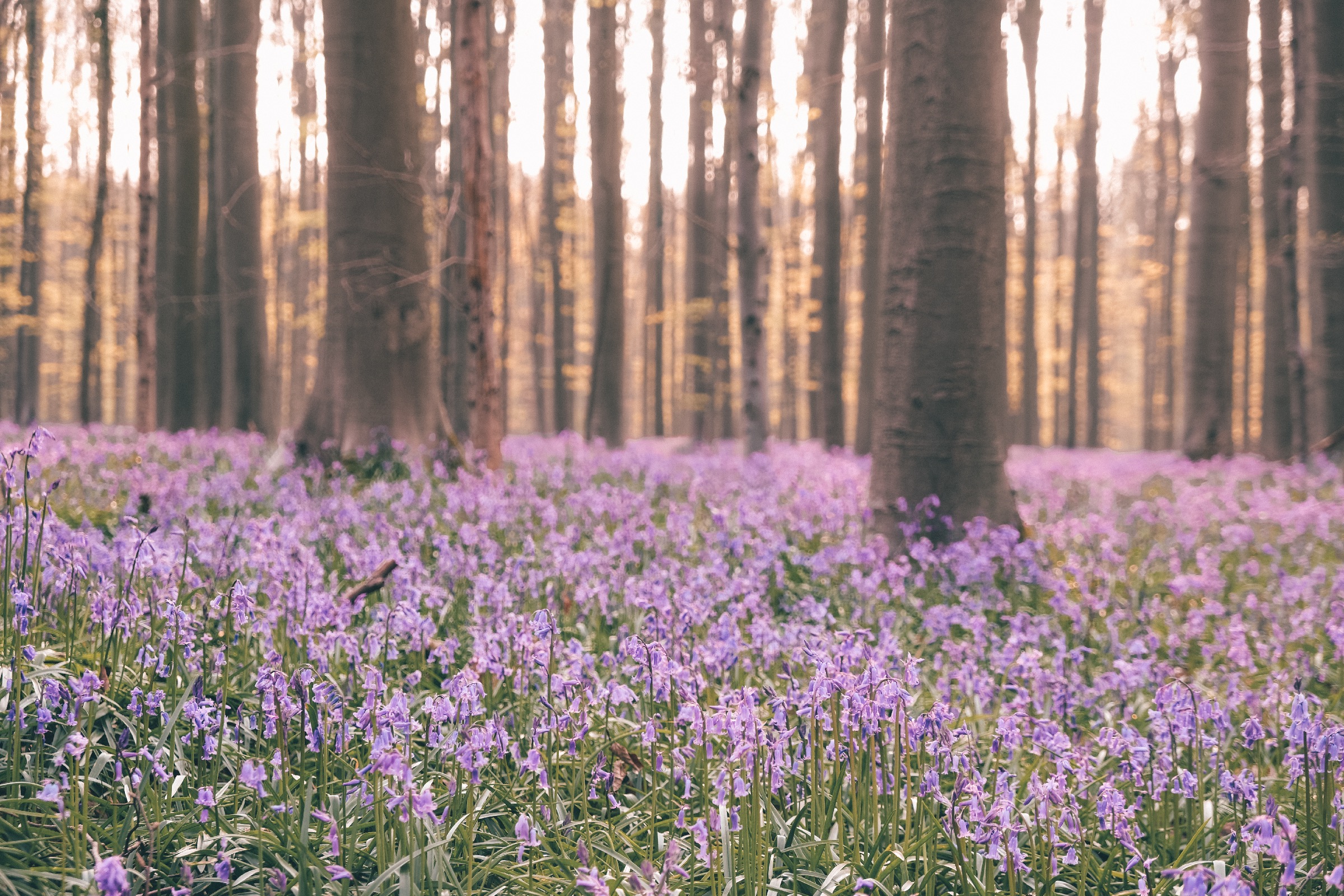 Brussels: Spring walk in Hallerbos - Reporter on the Road